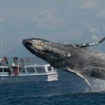 Guaranteed Whale Watching Tour - The Itinerary in Detail