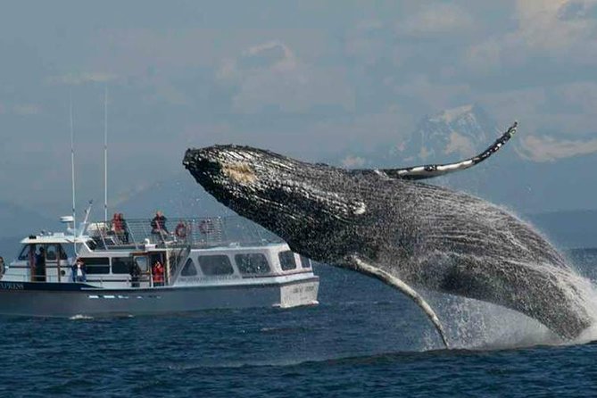 Guaranteed Whale Watching Tour - The Itinerary in Detail