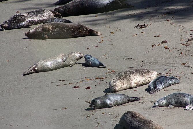 Guided 2-Hour Point Lobos Nature Walk - FAQ