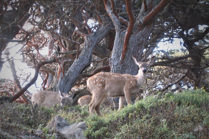 Guided 2-Hour Point Lobos Nature Walk - Final Words