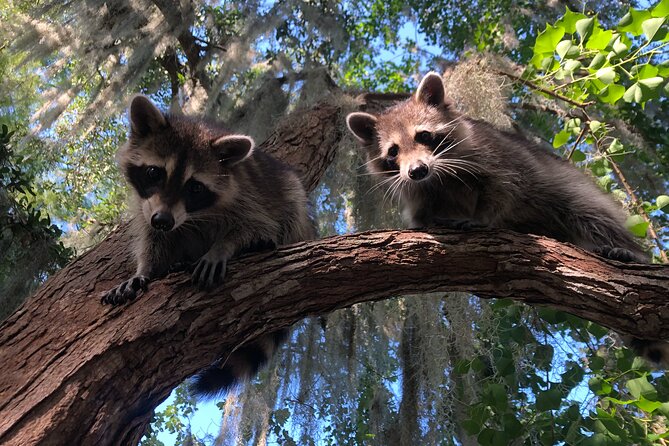 Guided Boat Tour of New Orleans Bayou and Wildlife - A Deep Dive into the Tour Experience
