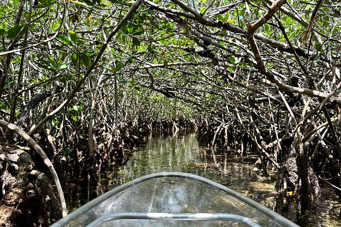 Guided Clear Kayak Eco-Tour Near Key West - Who Will Love This Tour?