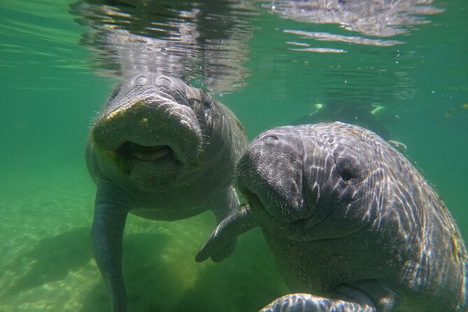Guided Crystal River Manatee Snorkeling Tour - Why We’re Impressed with the Crystal River Manatee Snorkeling Tour