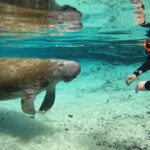 Guided Crystal River Manatee Snorkeling Tour - FAQ