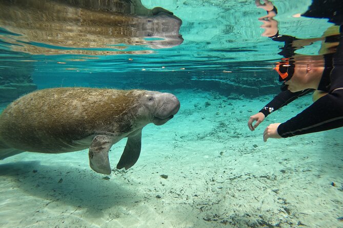 Guided Crystal River Manatee Snorkeling Tour - FAQ