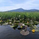 Guided Half-Day Kayak Tour - The Scenery and Wildlife