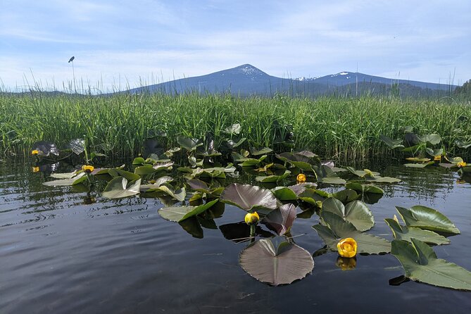 Guided Half-Day Kayak Tour - The Scenery and Wildlife