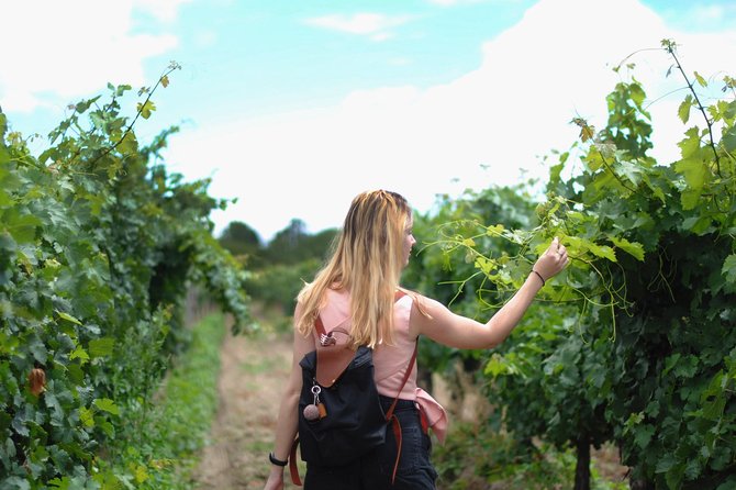 Guided Healdsburg Wine Country Bike and Wine Tasting Tour with lunch - Final Thoughts: Who Will Love This Tour?