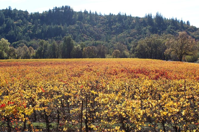 Guided Healdsburg Wine Country Bike and Wine Tasting Tour with lunch - Final Verdict