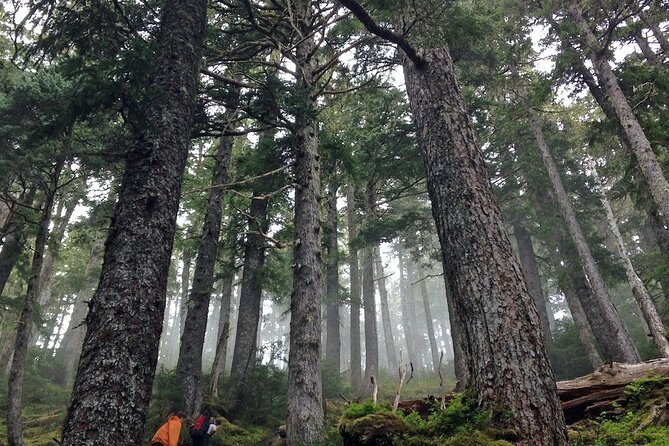 Guided Hike | TONGASS NATIONAL FOREST - An In-Depth Look at the Tour Experience