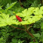 Guided Hike | TONGASS NATIONAL FOREST - The Practicalities: What You Need to Know