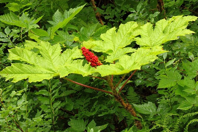 Guided Hike | TONGASS NATIONAL FOREST - The Practicalities: What You Need to Know