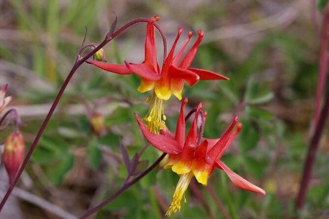 Guided Hike | TONGASS NATIONAL FOREST - FAQ