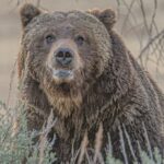 Guided Hiking Adventure in Yellowstone with Lunch - Wildlife Watching Opportunities