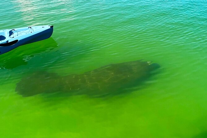 Guided Hobie Kayak EcoTour: Premium Eco Experience Bonita Springs - The Sum Up