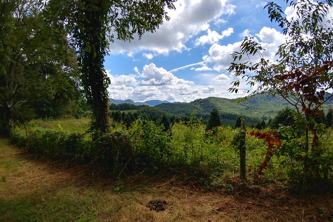 Guided Horseback Ride through Flame Azalea and Fern Forest - Final Thoughts