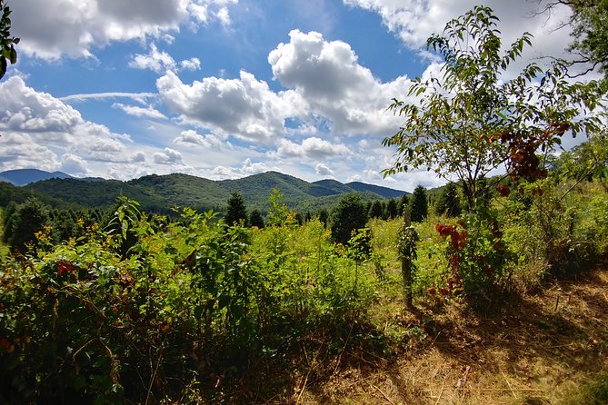 Guided Horseback Ride through Flame Azalea and Fern Forest - FAQ