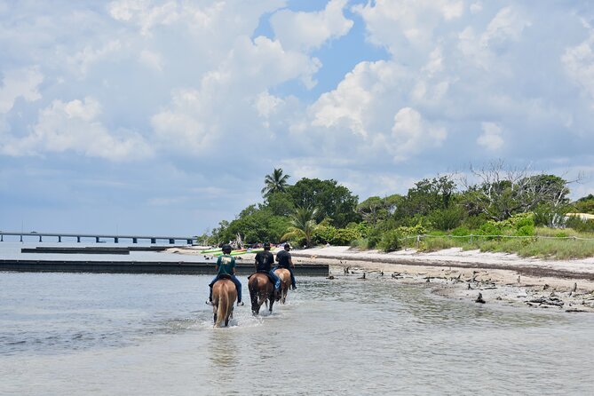 Guided Horseback Riding on The Pristine Waters of Miami Florida - Who Will Love This Tour?
