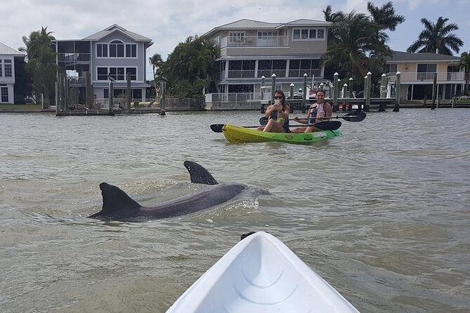 Guided Kayak Dolphin Eco Tour in Pelican Bay - Exploring the Tour and Its Highlights