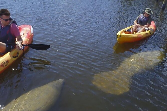 Guided Kayak Dolphin Eco Tour in Pelican Bay - Value and Practical Considerations