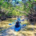 Guided Kayak Mangrove Ecotour in Rookery Bay Reserve, Naples - The Itinerary: What to Expect