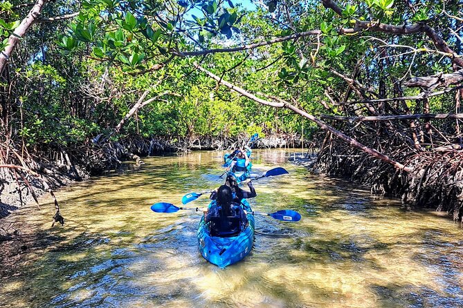 Guided Kayak Mangrove Ecotour in Rookery Bay Reserve, Naples - The Itinerary: What to Expect