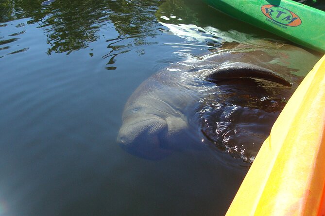Guided Kayak Sunset Tour in Pelican Bay at Fort Myers Beach - FAQ