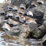 Guided Kayak Tour on Niagara River from the US Side - Who Would Enjoy This Tour?