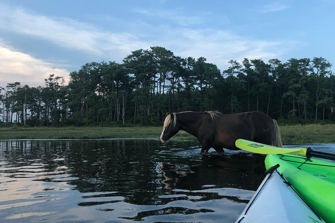 Guided Kayak Tour to see ponies, birds, dolphins and more - A Deep Dive into the Assateague Kayak Tour Experience