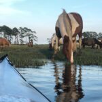 Guided Kayak Tour to see ponies, birds, dolphins and more - Authentic Reviews and Insights