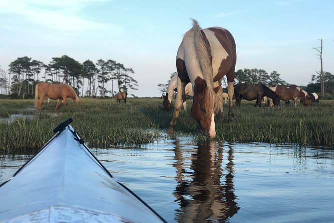 Guided Kayak Tour to see ponies, birds, dolphins and more - Authentic Reviews and Insights