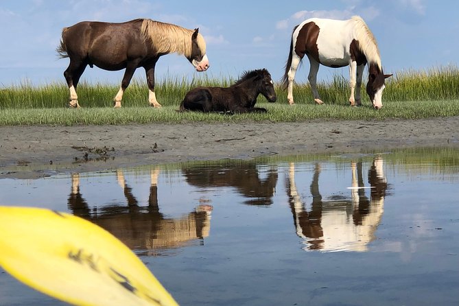 Guided Kayak Tour to see ponies, birds, dolphins and more - The Sum Up