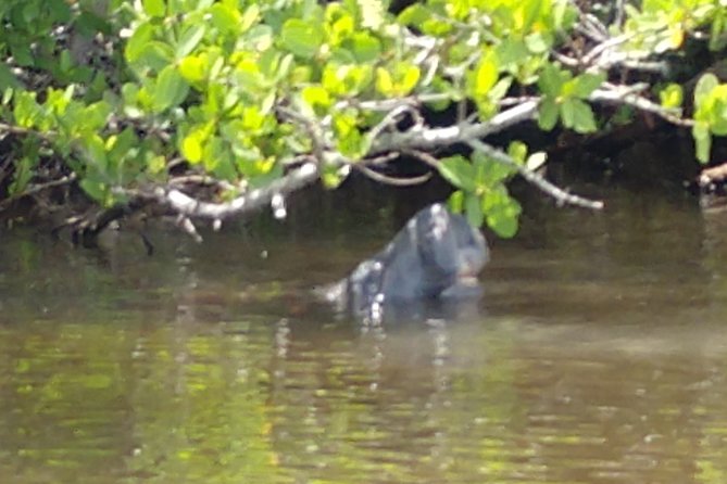 Guided Kayak Tour with Manatee & Dolphin Sightings - Exploring the Tour in Detail  