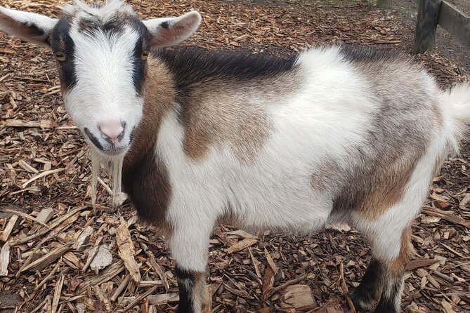Guided Lilymoore Alpaca Farm Tour - What Makes This Farm Tour Special?