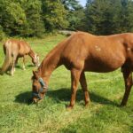 Guided Lilymoore Alpaca Farm Tour - Why This Experience Is Worth Considering