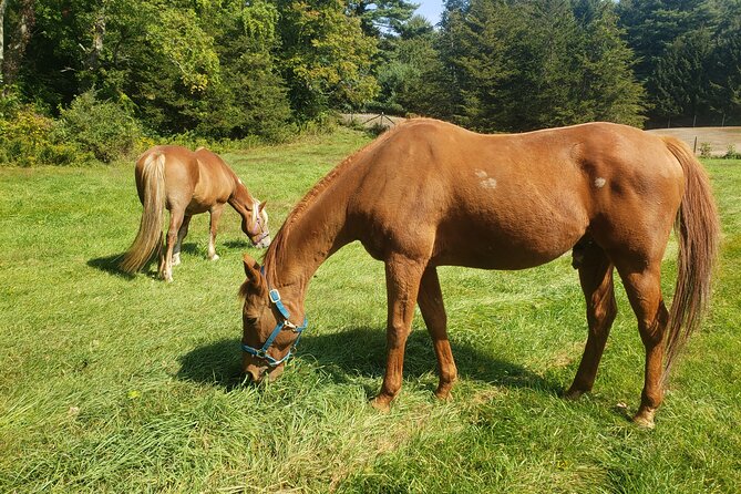 Guided Lilymoore Alpaca Farm Tour - Why This Experience Is Worth Considering