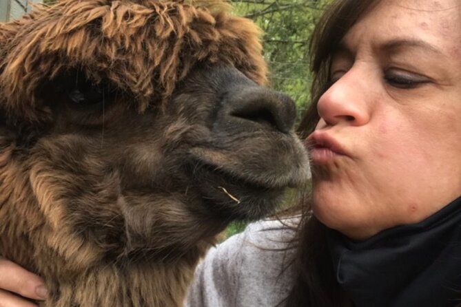 Guided Lilymoore Alpaca Farm Tour - Final Thoughts