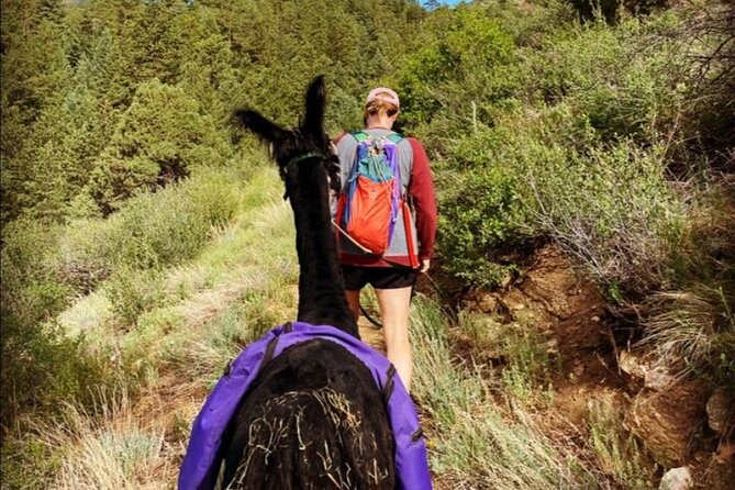 Guided Llama Hike in the Rocky Mountains - Key Points
