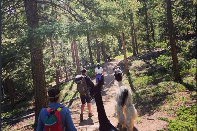 Guided Llama Hike in the Rocky Mountains - An In-Depth Look at the Rocky Mountain Llama Hike
