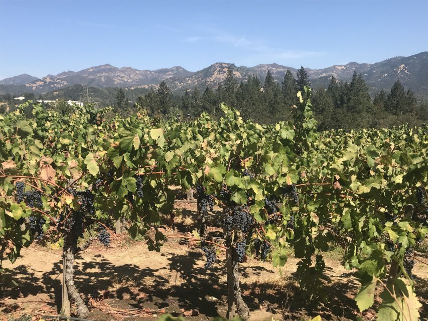 Guided Private Wine Tour to Napa and Sonoma Wine Country - An In-Depth Look at the Private Wine Tour Experience