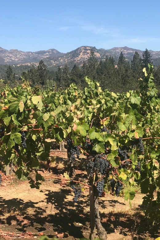 Guided Private Wine Tour to Napa and Sonoma Wine Country - Who Would Love This Tour?