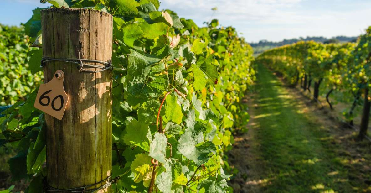 Guided Private Wine Tour to Napa and Sonoma Wine Country - FAQs