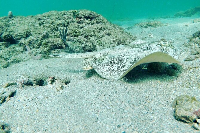 Guided Reef Snorkeling Tour in Pompano Beach - Pricing and Value