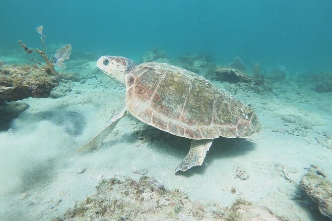 Guided Reef Snorkeling Tour in Pompano Beach - The Sum Up