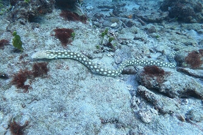 Guided Reef Snorkeling Tour in Pompano Beach - FAQ
