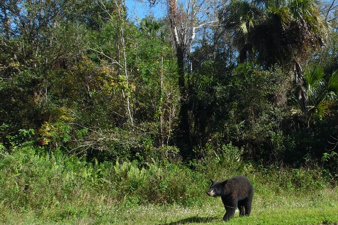 Guided Safari-Style Jeep Tour - Who Will Love This Tour?