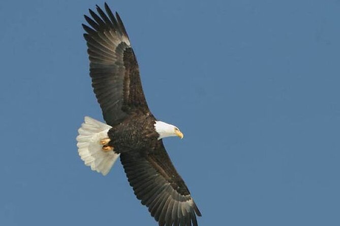Guided Scenic Float Day Trip on the Salmon River - The Experience: What to Expect