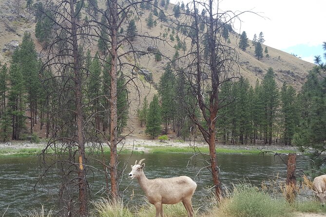 Guided Scenic Float Day Trip on the Salmon River - Why the Guides Make a Difference