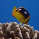 Guided Scuba Dive in Lahaina: Certified - Diving Into the Details: The Itinerary