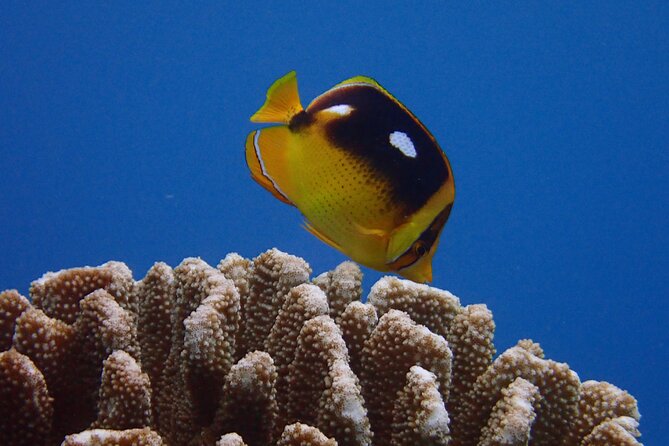 Guided Scuba Dive in Lahaina: Certified - Diving Into the Details: The Itinerary